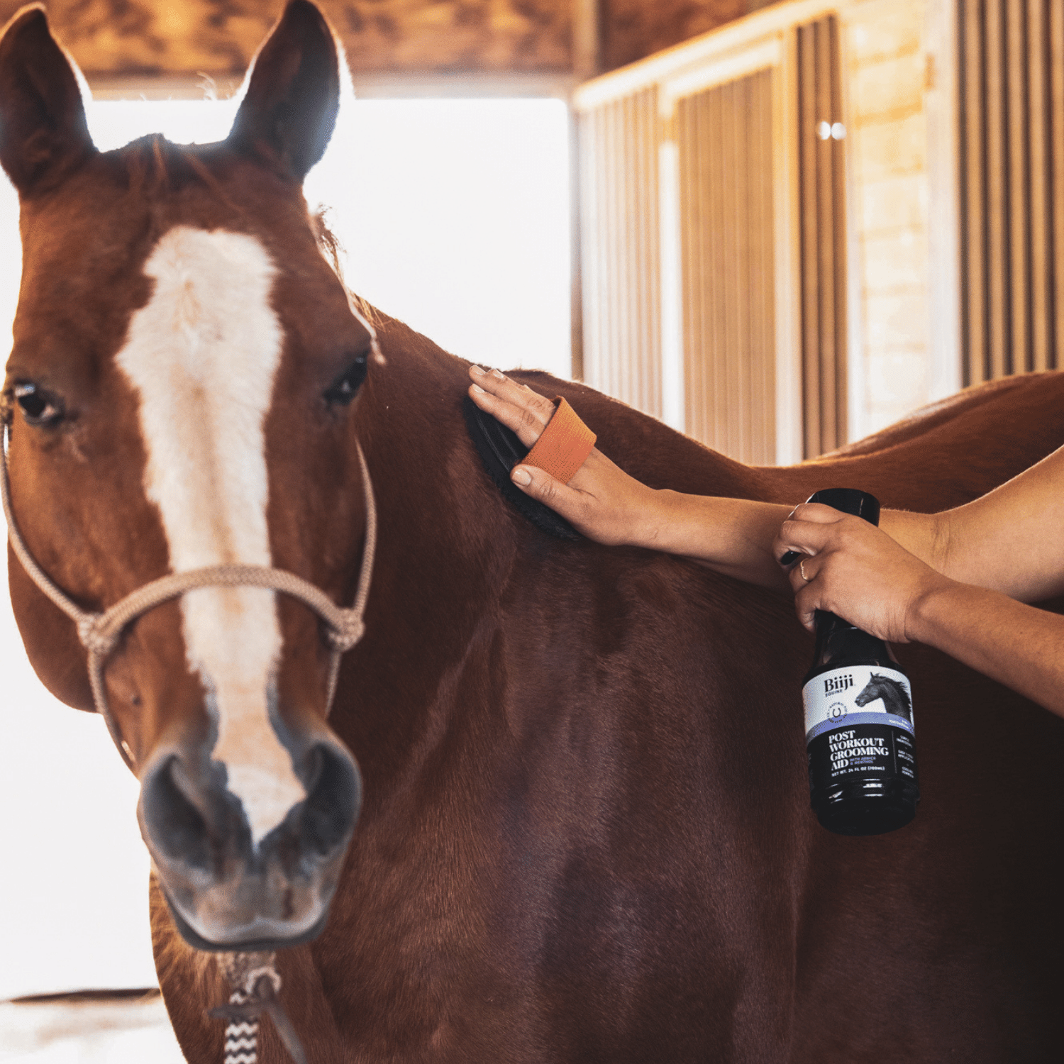 Biiji All-Natural Horse Grooming Products – Biiji Equine